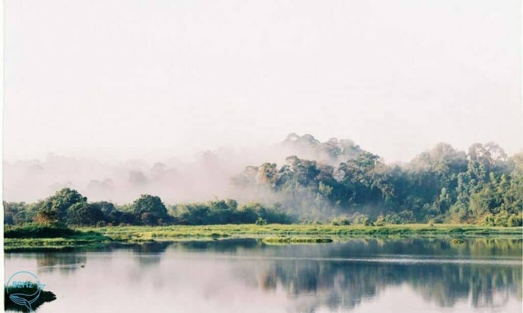 Bàu Sấu: Điểm du lịch lý tưởng tại Vườn Quốc Gia Cát Tiên