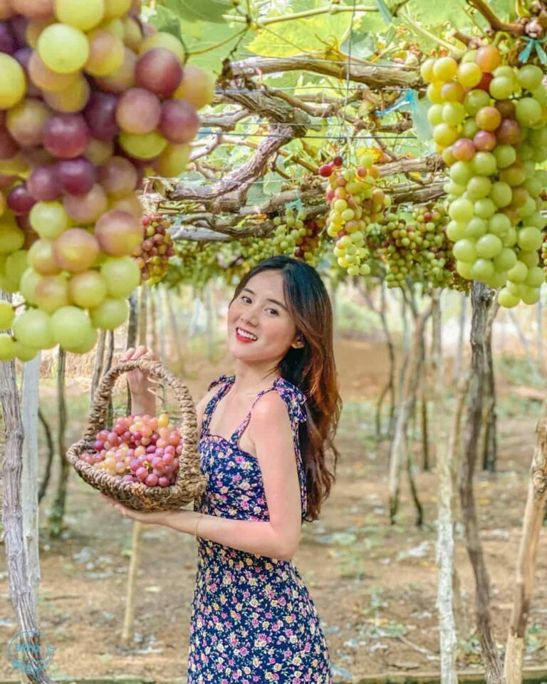 Vườn Nho Tây Ninh: Top 3 lý do checkin khu vườn ngàn m2